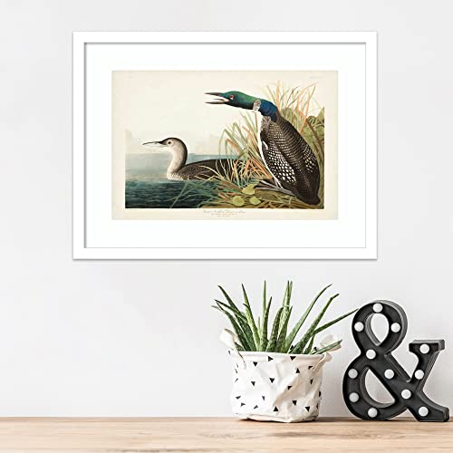 Amanti Art Framed Wall Art Print 16x21 Pl 306 Great Northern Diver or Loon by John James Audubon, Animals Wall Art, Museum Masters Classics Decor, Small Poster Painting Artwork for Living Room,