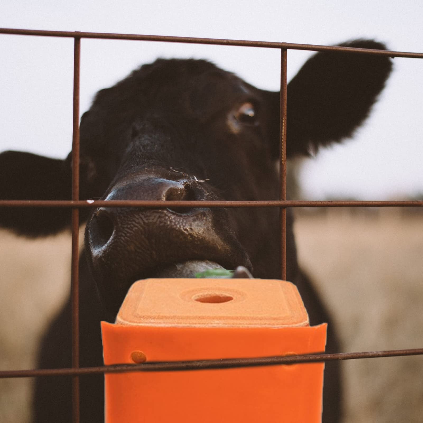 ULTECHNOVO Mineral Salt Block Holder Livestock Salt Block Feeder Farm Animal Feeding Containers Salt Lick Feeding Boxes for Horses Cattle Sheep Orange