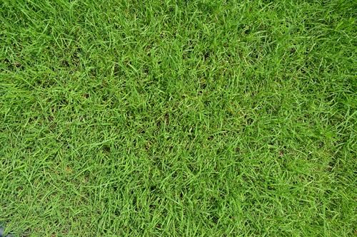 Hancock Seed Co. Royal Bengal Bermuda Grass Seeds, 2 lbs.