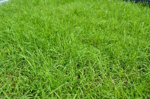 Hancock Seed Co. Royal Bengal Bermuda Grass Seeds, 2 lbs.