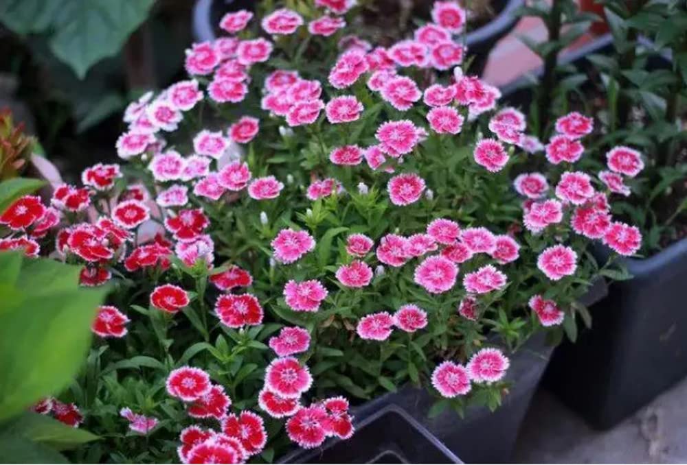 Cheddar Pinks Seeds Pink Dianthus Perennial Flower Ground Cover 100 Seeds