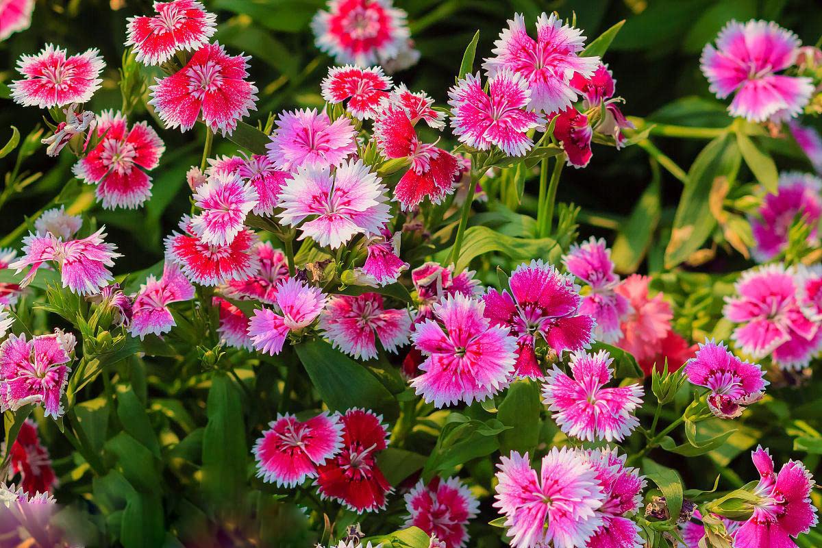 Cheddar Pinks Seeds Pink Dianthus Perennial Flower Ground Cover 100 Seeds