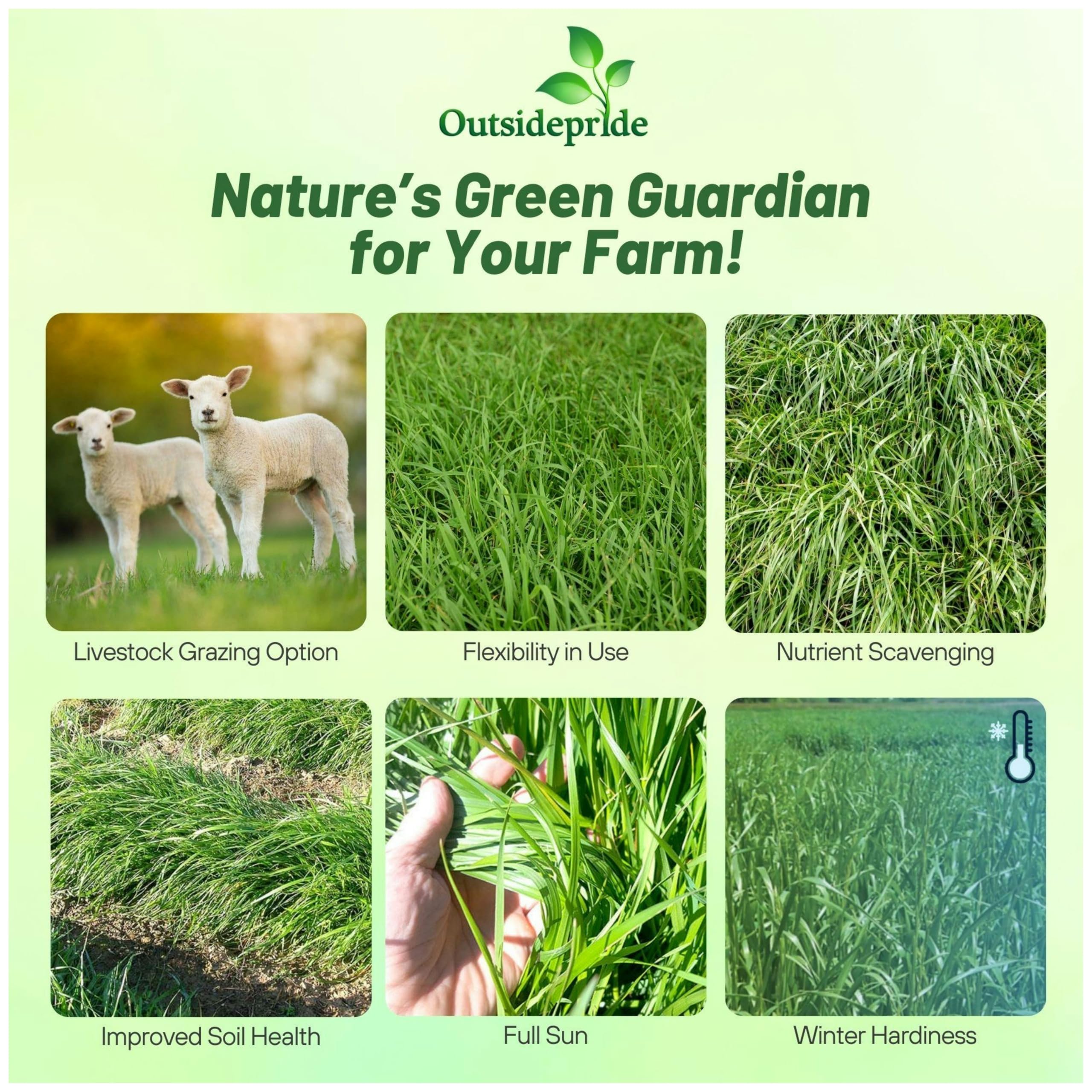 Outsidepride 25 lb. Annual Ryegrass Hay, Forage, & Pasture Seed