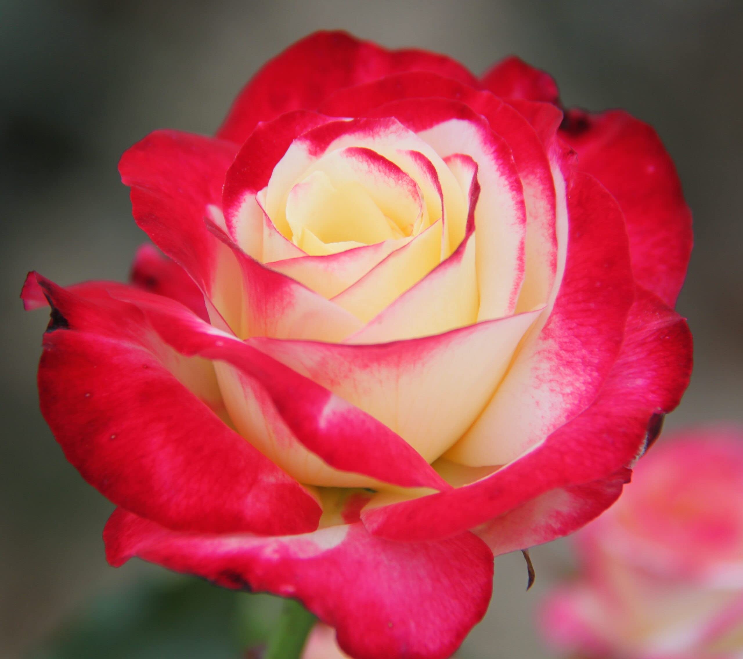 Rose Seeds Double Delight Rose Seed Flower Seeds - 20+ Rose Flower Seeds for Planting