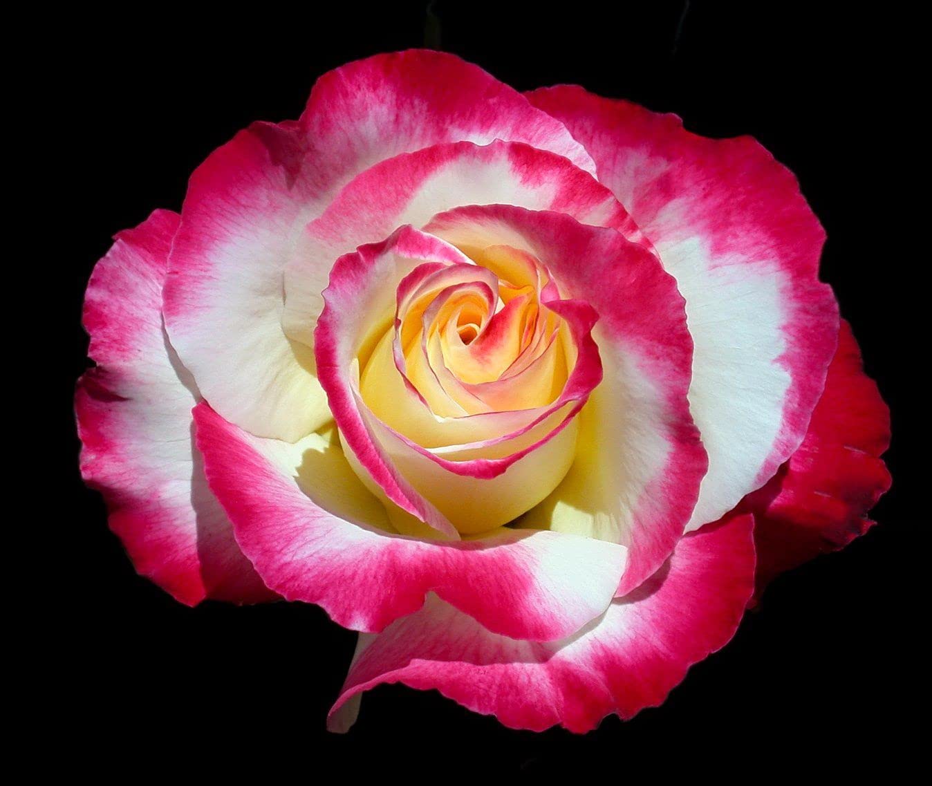 Rose Seeds Double Delight Rose Seed Flower Seeds - 20+ Rose Flower Seeds for Planting