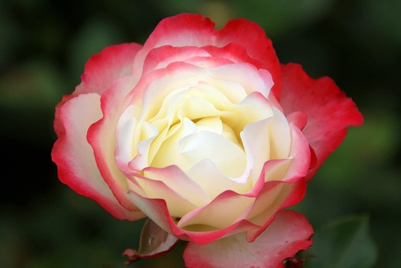 Rose Seeds Double Delight Rose Seed Flower Seeds - 20+ Rose Flower Seeds for Planting