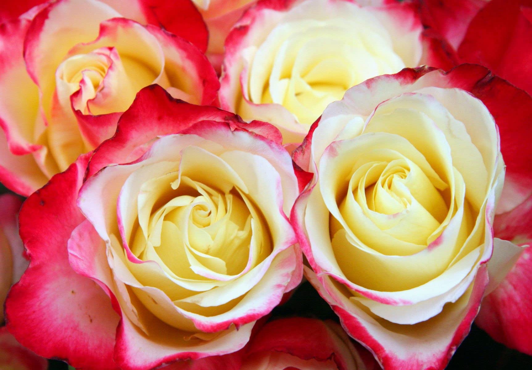 Rose Seeds Double Delight Rose Seed Flower Seeds - 20+ Rose Flower Seeds for Planting