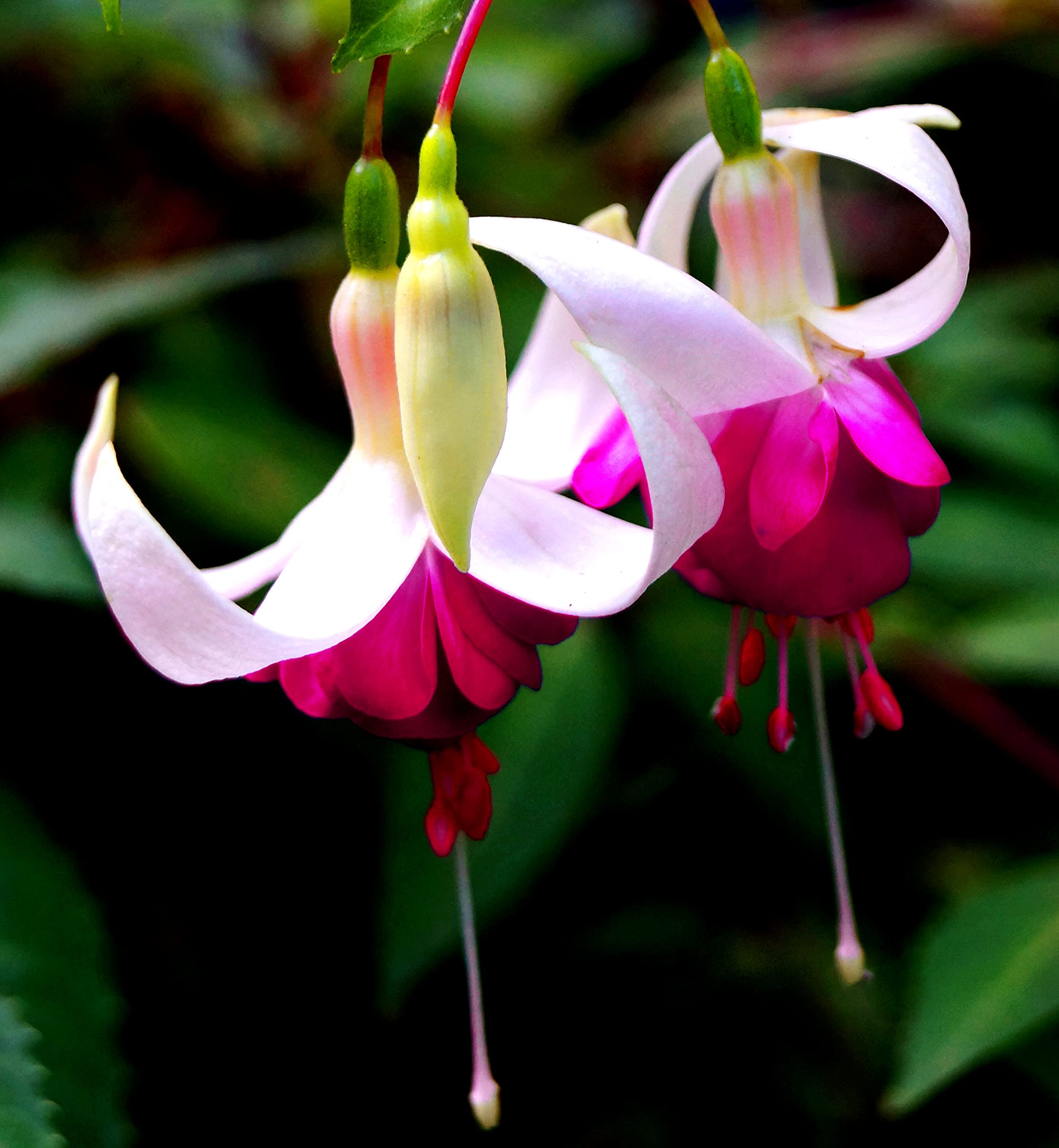 100 Pcs Purple Pink Fuchsia Flower Seeds Perennial Home Plant