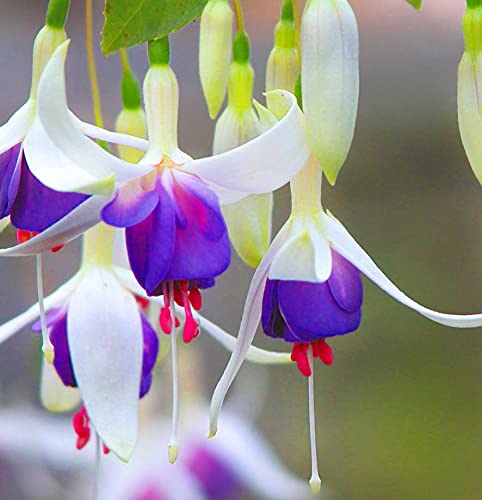 100 Pcs Purple Pink Fuchsia Flower Seeds Perennial Home Plant