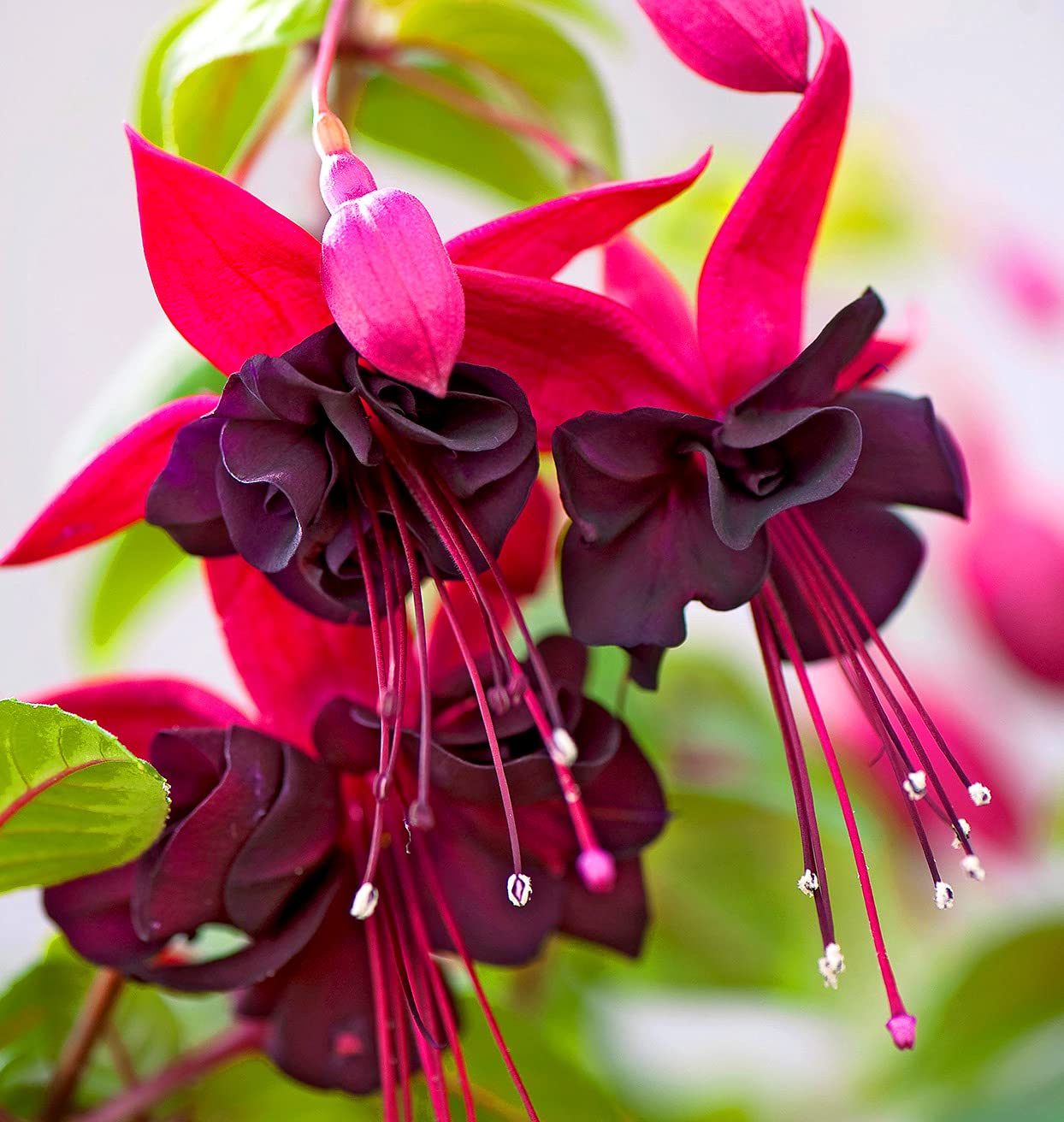 100 Pcs Purple Pink Fuchsia Flower Seeds Perennial Home Plant