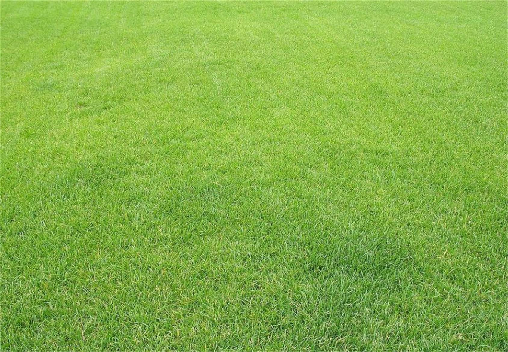 zcbang Lawn Seeds 5g Seeds Cynodon Dactylon Grass Seeds Bermudagrass Evergreen Golf Lawn Seeds Home Garden Courtyard Ground Cover Plant DIY