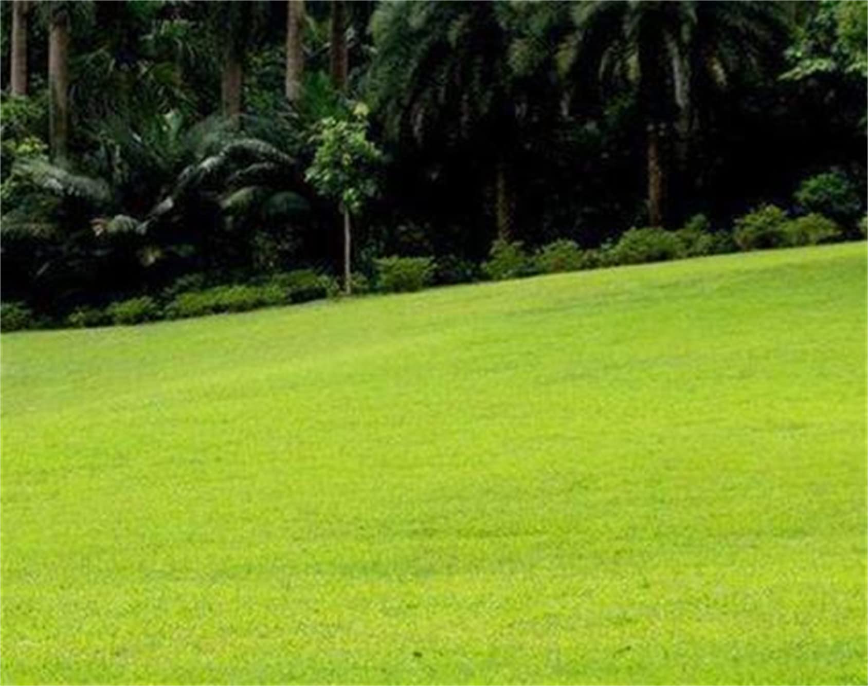 zcbang Lawn Seeds 5g Seeds Cynodon Dactylon Grass Seeds Bermudagrass Evergreen Golf Lawn Seeds Home Garden Courtyard Ground Cover Plant DIY