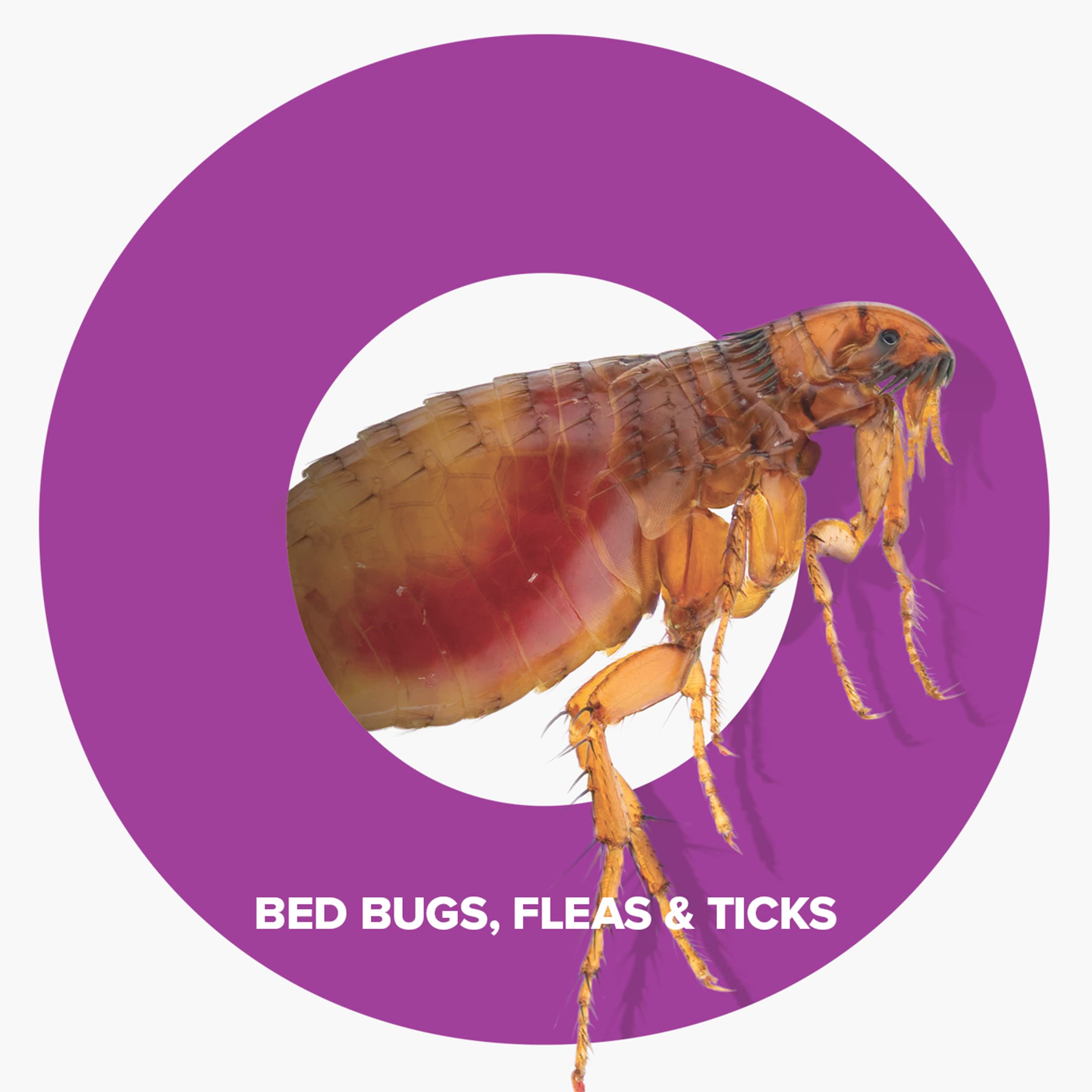 BOP Bed Bug, Flea and Tick Killer, 16.5 oz, Easy to Use Pest Control Spray, Kills Bugs On Contact and Keeps Your Home Insect Free, Indoor/Outdoor Use for Quick Results