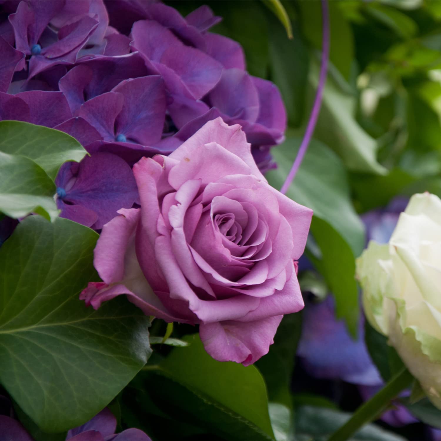 200+ Rose Seeds, Rose Seeds for Planting 200+ Rare Roses Seeds