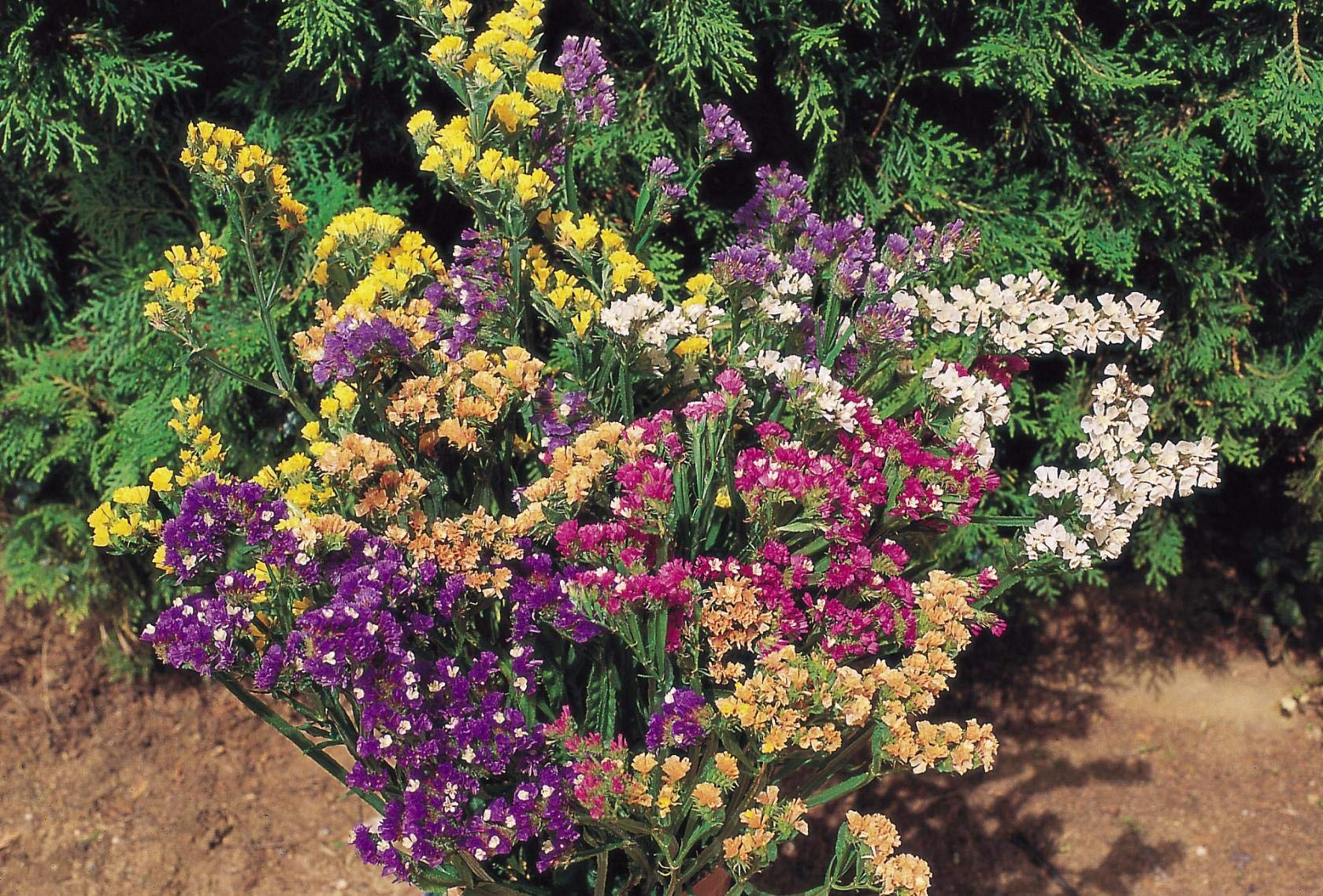 CEMEHA SEEDS - Seeds Wavyleaf Sea Lavender Statice Limonium Mix Annual Flowers for Planting