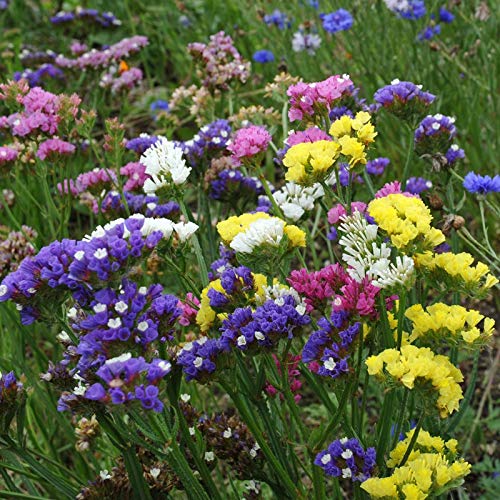 CEMEHA SEEDS - Seeds Wavyleaf Sea Lavender Statice Limonium Mix Annual Flowers for Planting