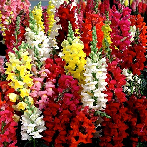 Multicolor Tall Snapdragon Seed Mix 1000+ Seeds for Planting Non-GMO