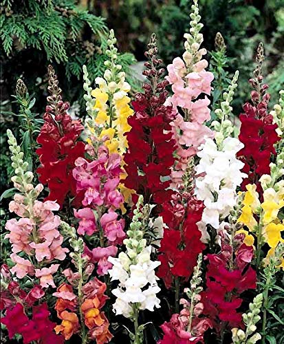 Multicolor Tall Snapdragon Seed Mix 1000+ Seeds for Planting Non-GMO