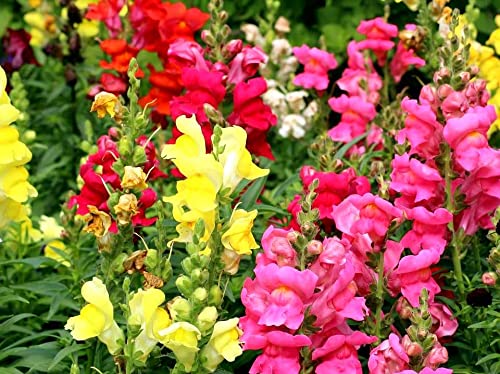 Multicolor Tall Snapdragon Seed Mix 1000+ Seeds for Planting Non-GMO