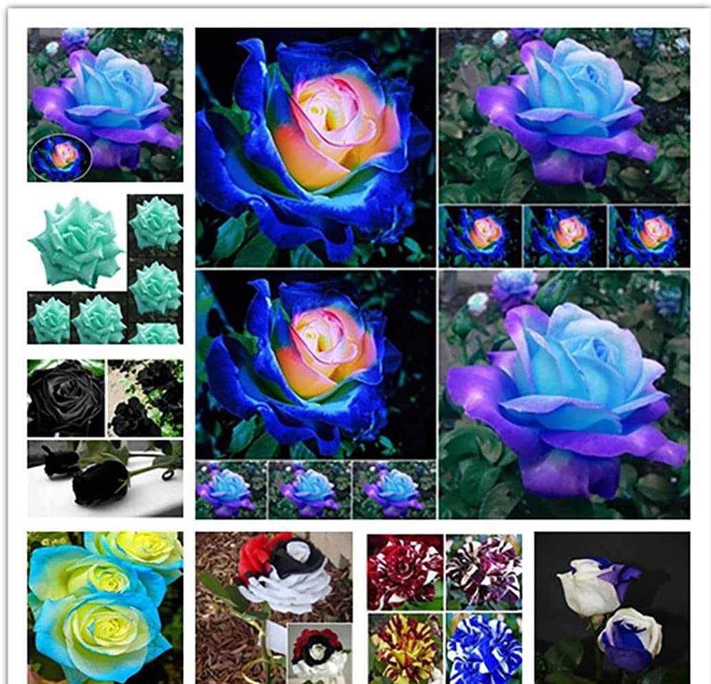 100PCS Mixed Color Rose Seeds for Garden Planting-12 Varieties of Rose Seeds|Non-GMO Heirloom|90% Germination Rate|Open Pollinated Seeds|Wonderful Gardening Gifts
