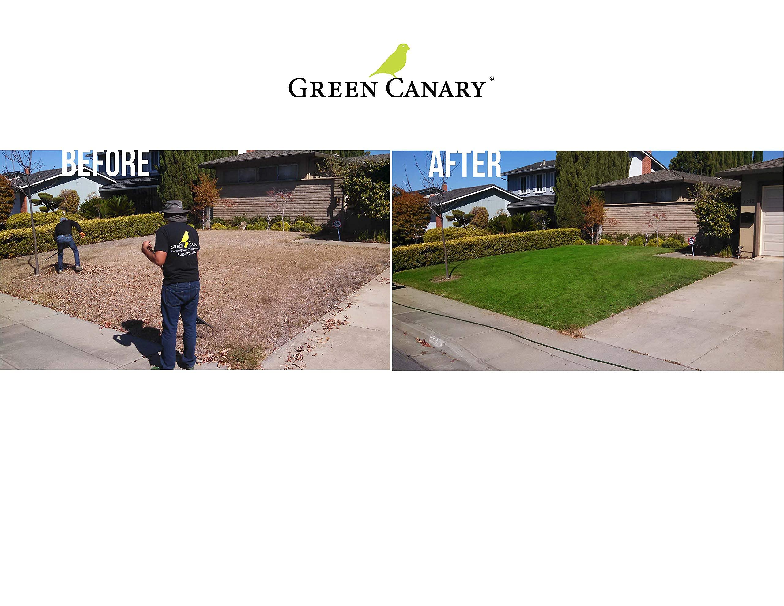Green Canary Pre-Mixed Grass Colorant - 8 Liter Bottles (More Than 2 Gallons), Environmentally Safe, Natural Looking Turf, Green Grass Paint, Ready to Apply Grass Colorant, Made in USA