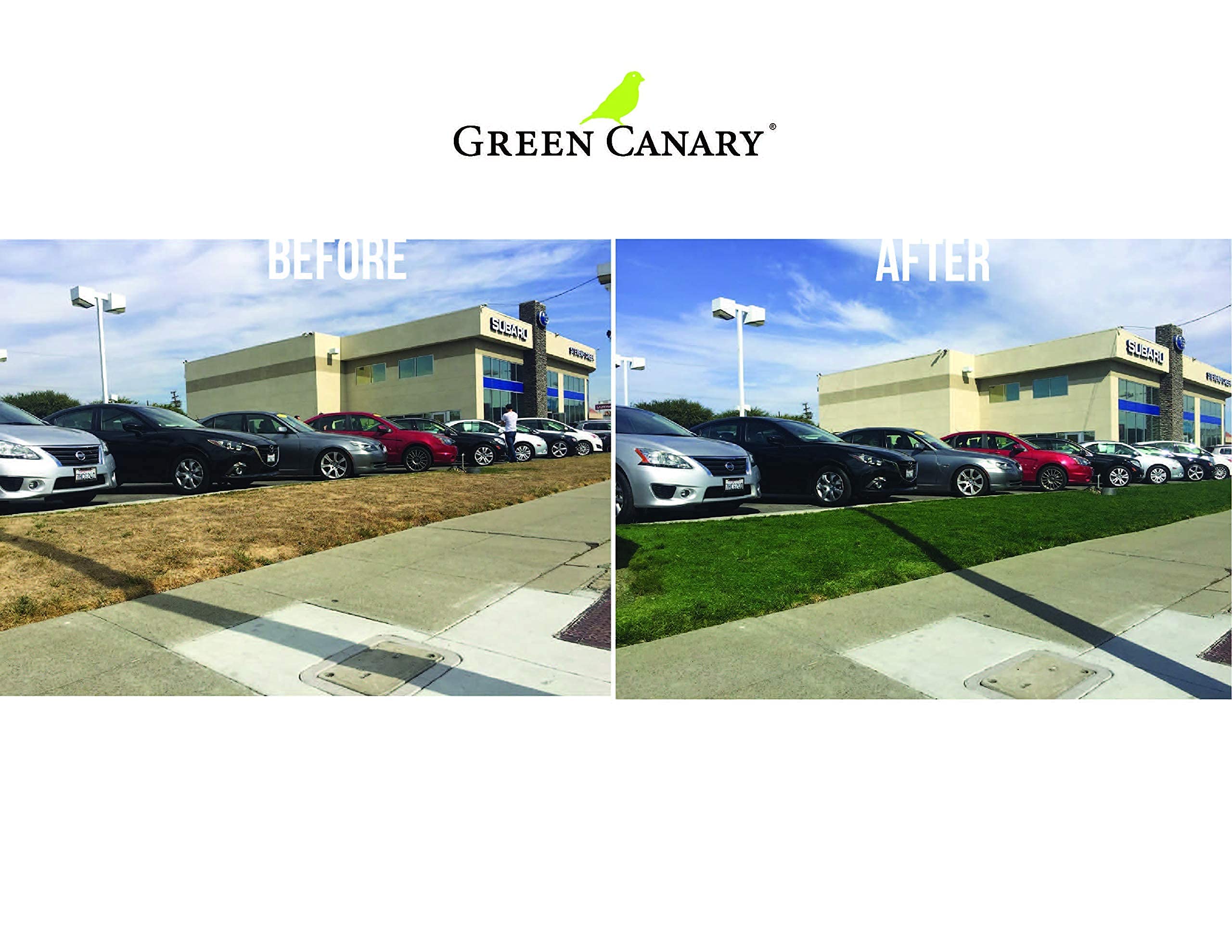 Green Canary Pre-Mixed Grass Colorant - 8 Liter Bottles (More Than 2 Gallons), Environmentally Safe, Natural Looking Turf, Green Grass Paint, Ready to Apply Grass Colorant, Made in USA