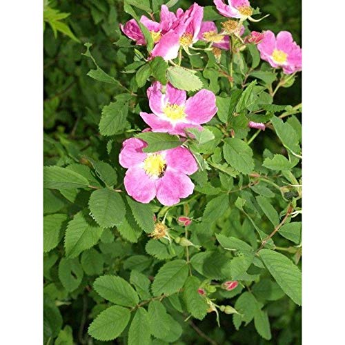 Rosa Blanda Early Wild Rose Seeds (25 Seed Package)