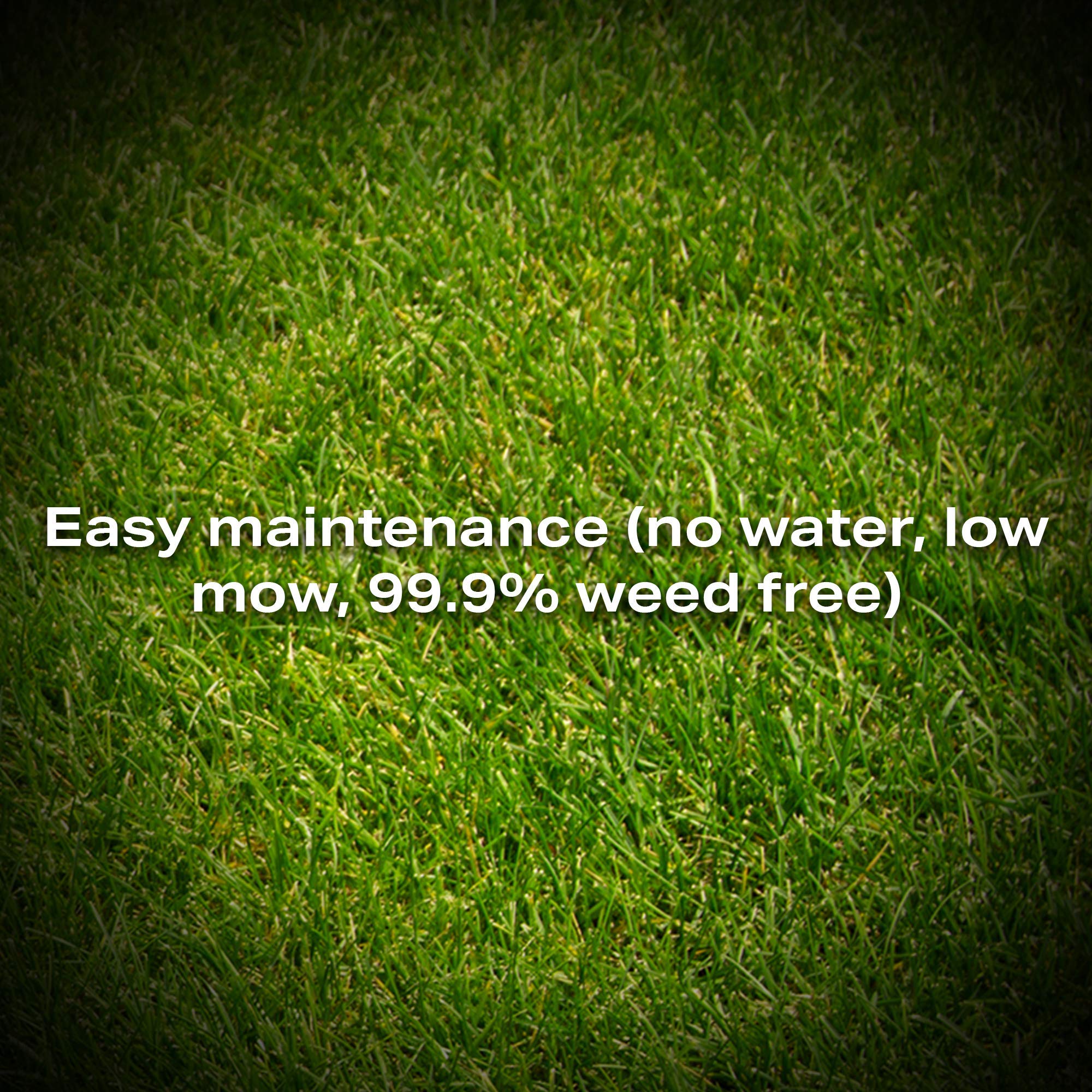 Twin City Seed Co. Eco Seed (Low Grow Fescue), Fine Fescues Grass Mixture, 5 lb Bag