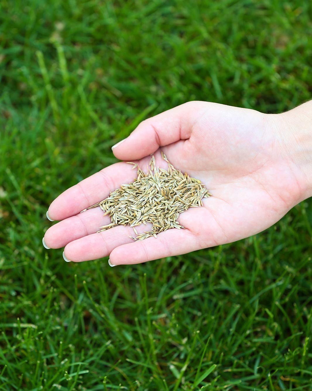 Twin City Seed Co. Eco Seed (Low Grow Fescue), Fine Fescues Grass Mixture, 5 lb Bag