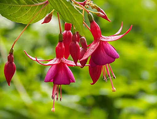 Dichondra Fresh 100 pcs Fuchsia Flower Seeds for Planting Pink 1