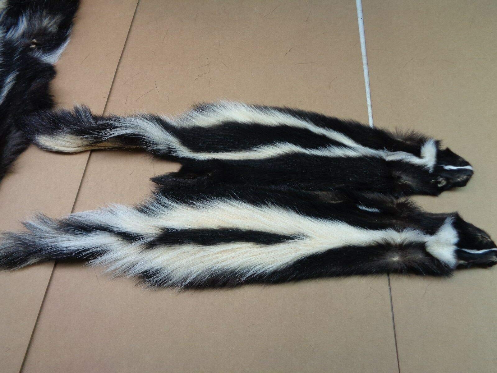 Real XL Tanned Skunk Hide Fur Pelt Face Tail Winter Prime Coat 32-36" USA (Grade #1)