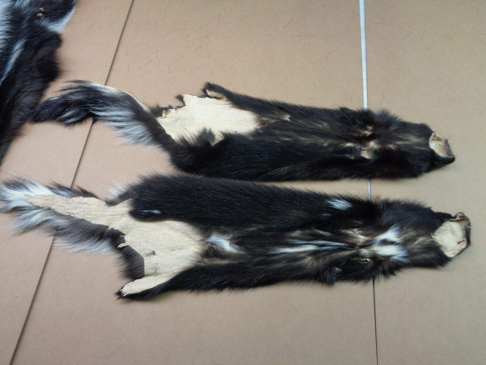 Real XL Tanned Skunk Hide Fur Pelt Face Tail Winter Prime Coat 32-36" USA (Grade #1)