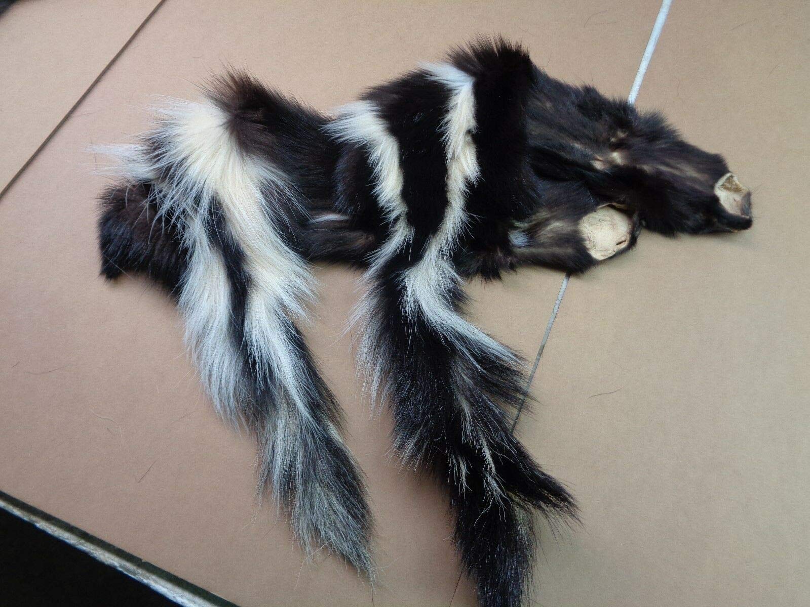 Real XL Tanned Skunk Hide Fur Pelt Face Tail Winter Prime Coat 32-36" USA (Grade #1)
