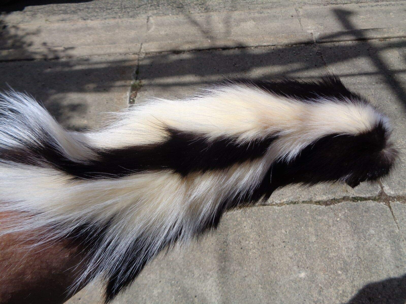 Real XL Tanned Skunk Hide Fur Pelt Face Tail Winter Prime Coat 32-36" USA (Grade #1)