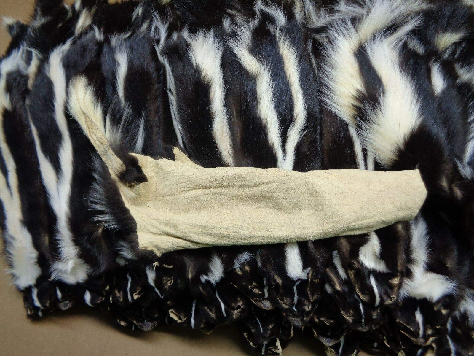 Real XL Tanned Skunk Hide Fur Pelt Face Tail Winter Prime Coat 32-36" USA (Grade #1)
