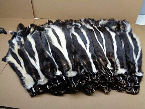 Real XL Tanned Skunk Hide Fur Pelt Face Tail Winter Prime Coat 32-36" USA (Grade #1)