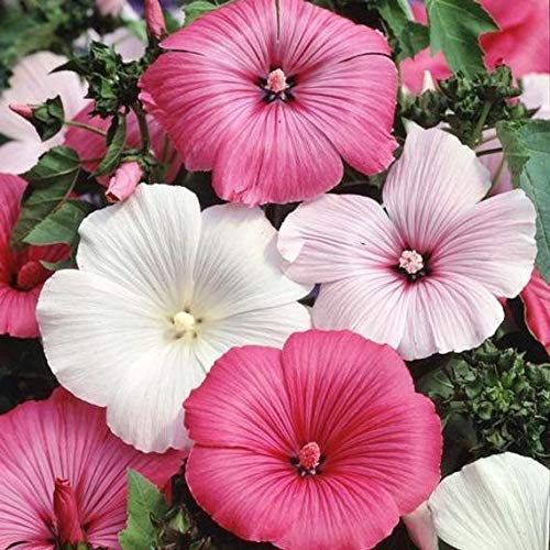 Rose Mallow Dwarf Mix Colored Flower Seeds for Planting, 100+ Seeds Per Packet, (Isla's Garden Seeds), Non GMO & Heirloom Seeds, Botanical Name: Lavatera Trimestris, Great Home Flower Garden Gift