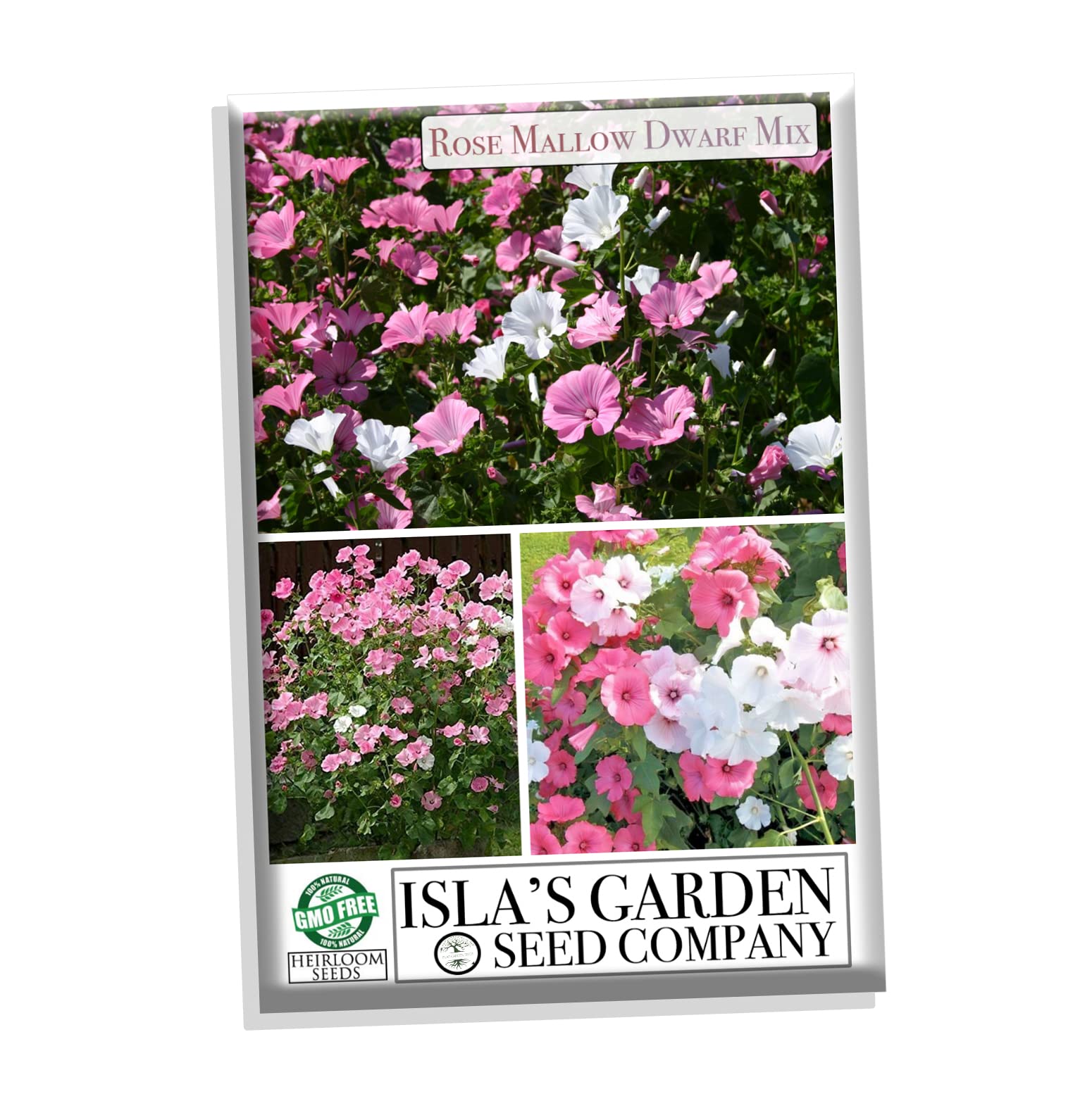 Rose Mallow Dwarf Mix Colored Flower Seeds for Planting, 100+ Seeds Per Packet, (Isla's Garden Seeds), Non GMO & Heirloom Seeds, Botanical Name: Lavatera Trimestris, Great Home Flower Garden Gift