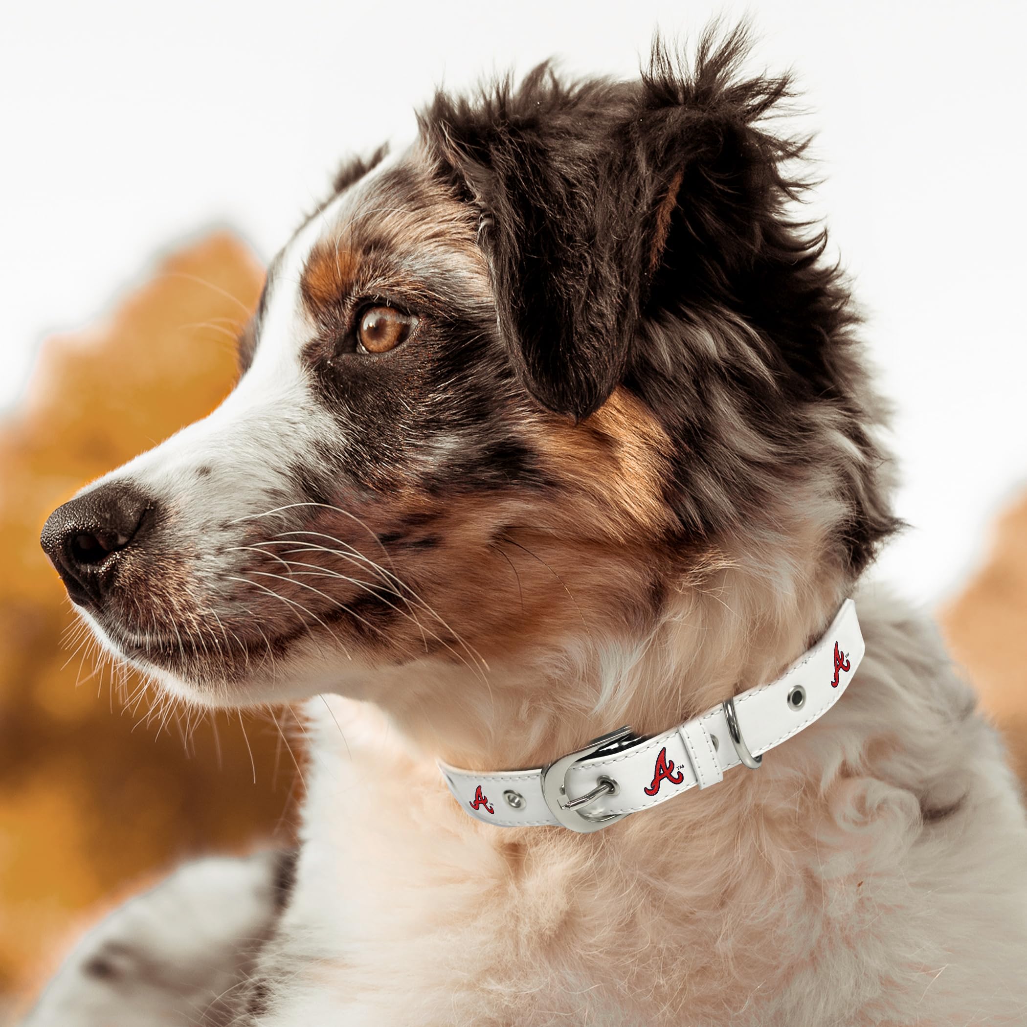 MLB Dog Collar Atlanta Braves New Signature PRO PVC-Leather Premium Pet Collars Extra Tough & Durable! Super Stylish! Size: Medium Adjustable 16-20" Length x 1" Width