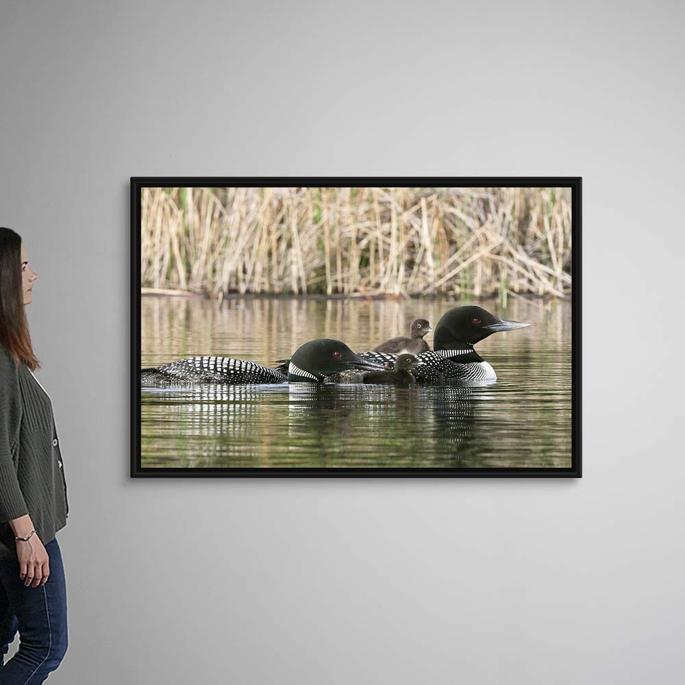 Common Loon family, One adult loon is Black Float Frame Canvas Art, Photography Artwork