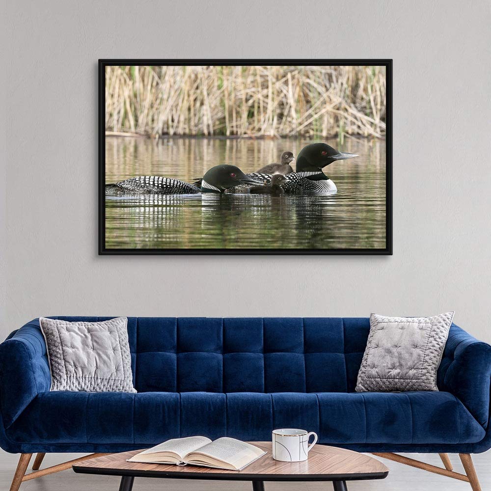 Common Loon family, One adult loon is Black Float Frame Canvas Art, Photography Artwork