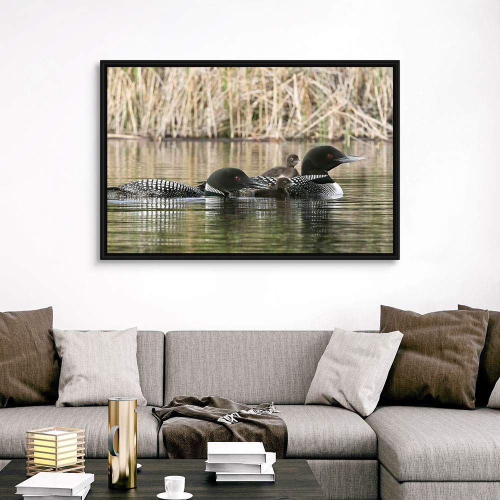Common Loon family, One adult loon is Black Float Frame Canvas Art, Photography Artwork