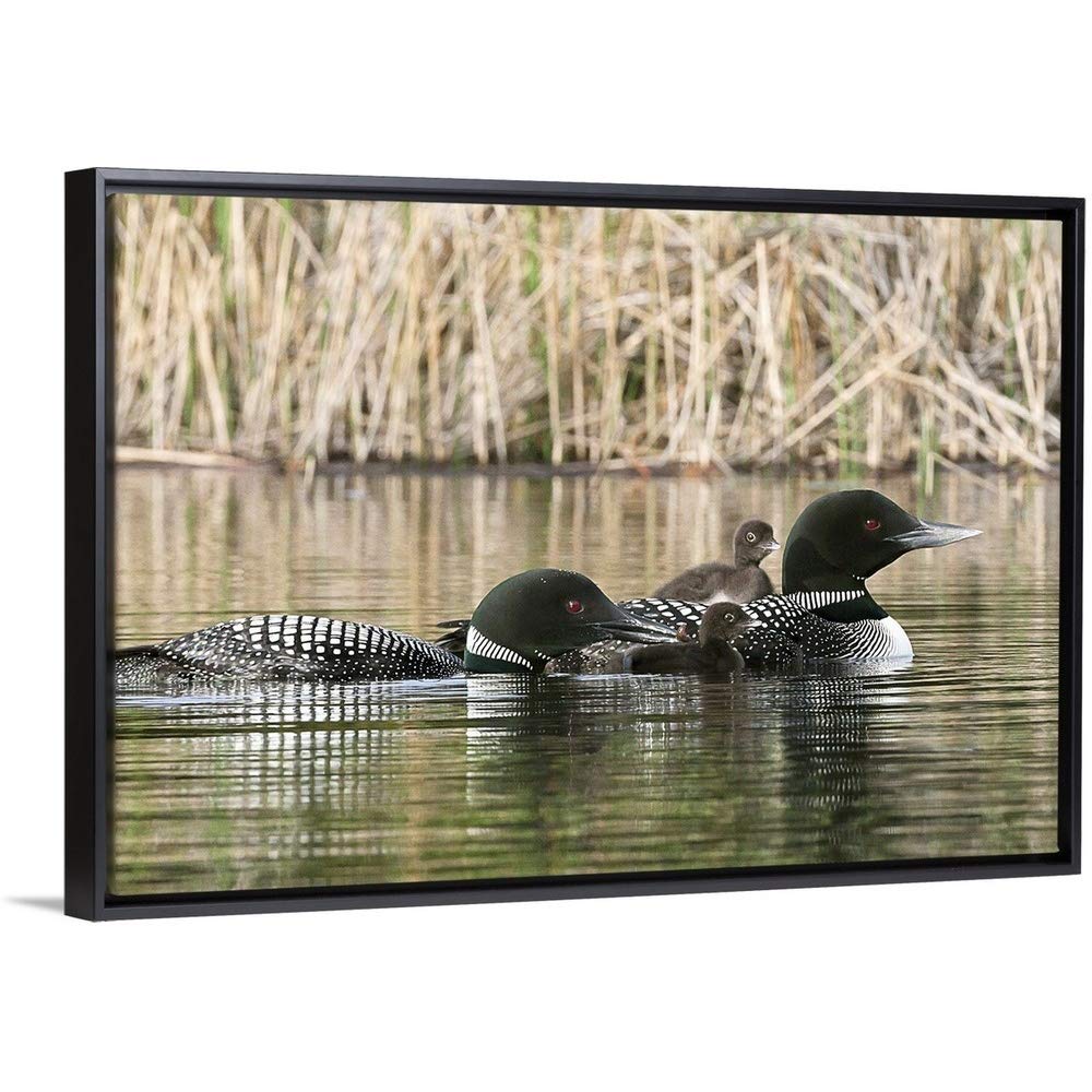 Common Loon family, One adult loon is Black Float Frame Canvas Art, Photography Artwork