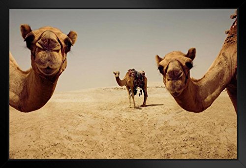 Poster Foundry Close Up of Camels in Desert Photos Doha Qatar Photo Photograph Camel Pictures for Wall Africa Wildlife Egyptian Pyramids Camel Travel Tourism Stand or Hang Wood Frame Display 9x13