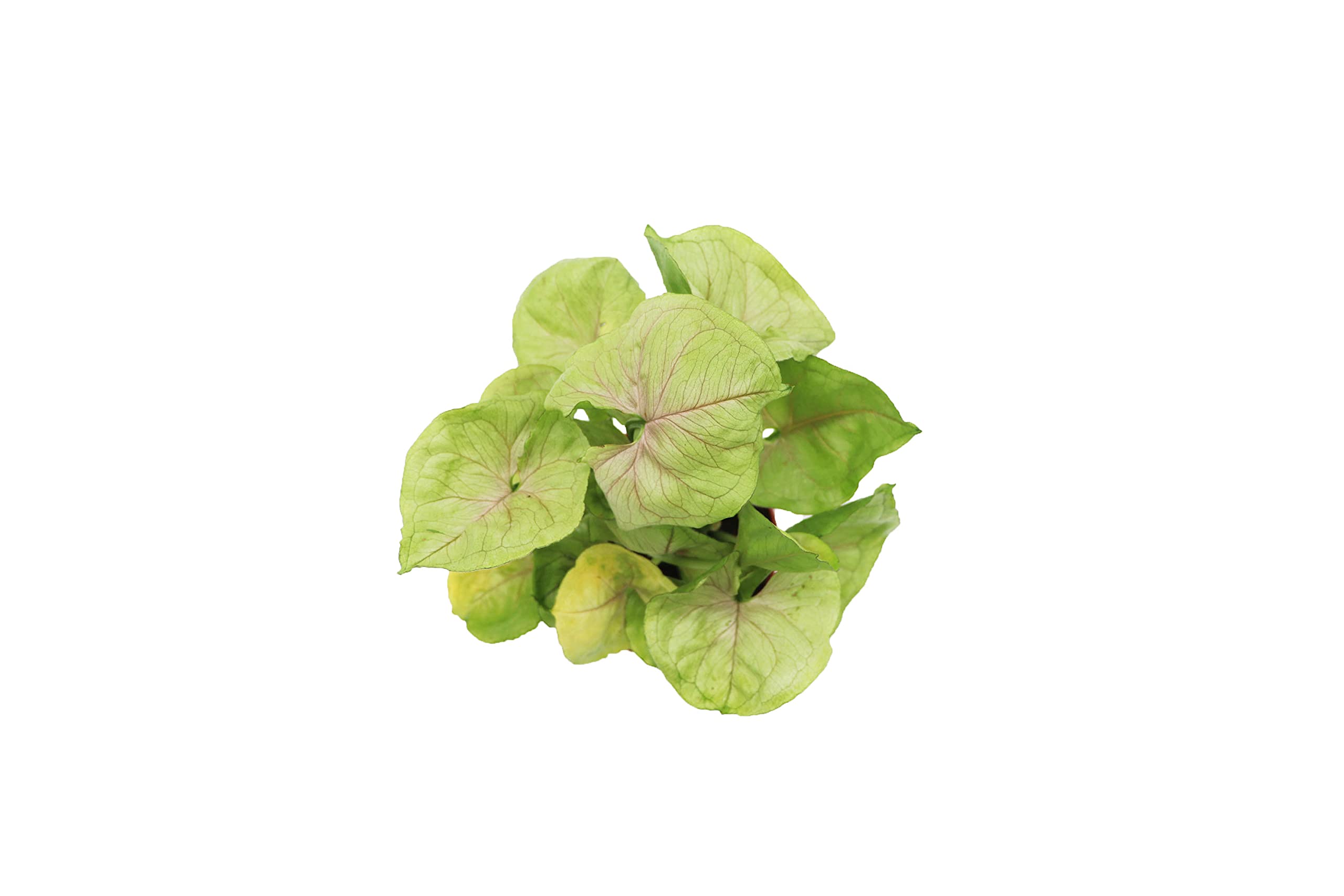 Creamsicle Syngonium Nephthytis - 4'' from California Tropicals