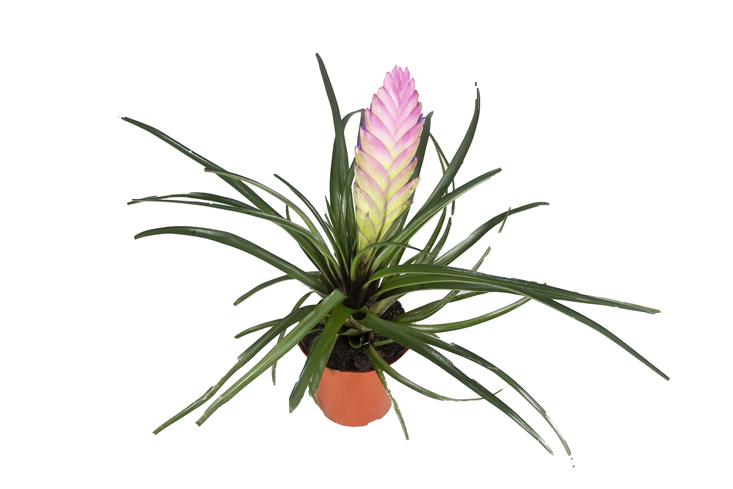 Tillandsia Cyanea Kokedama (Pink Quill) - 4'' from California Tropicals