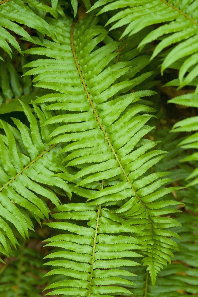 Posterazzi DPI12326324 Lush, Green Ferns Thetis Island, British Columbia, Canada Photo Print, 12 x 19, Multi