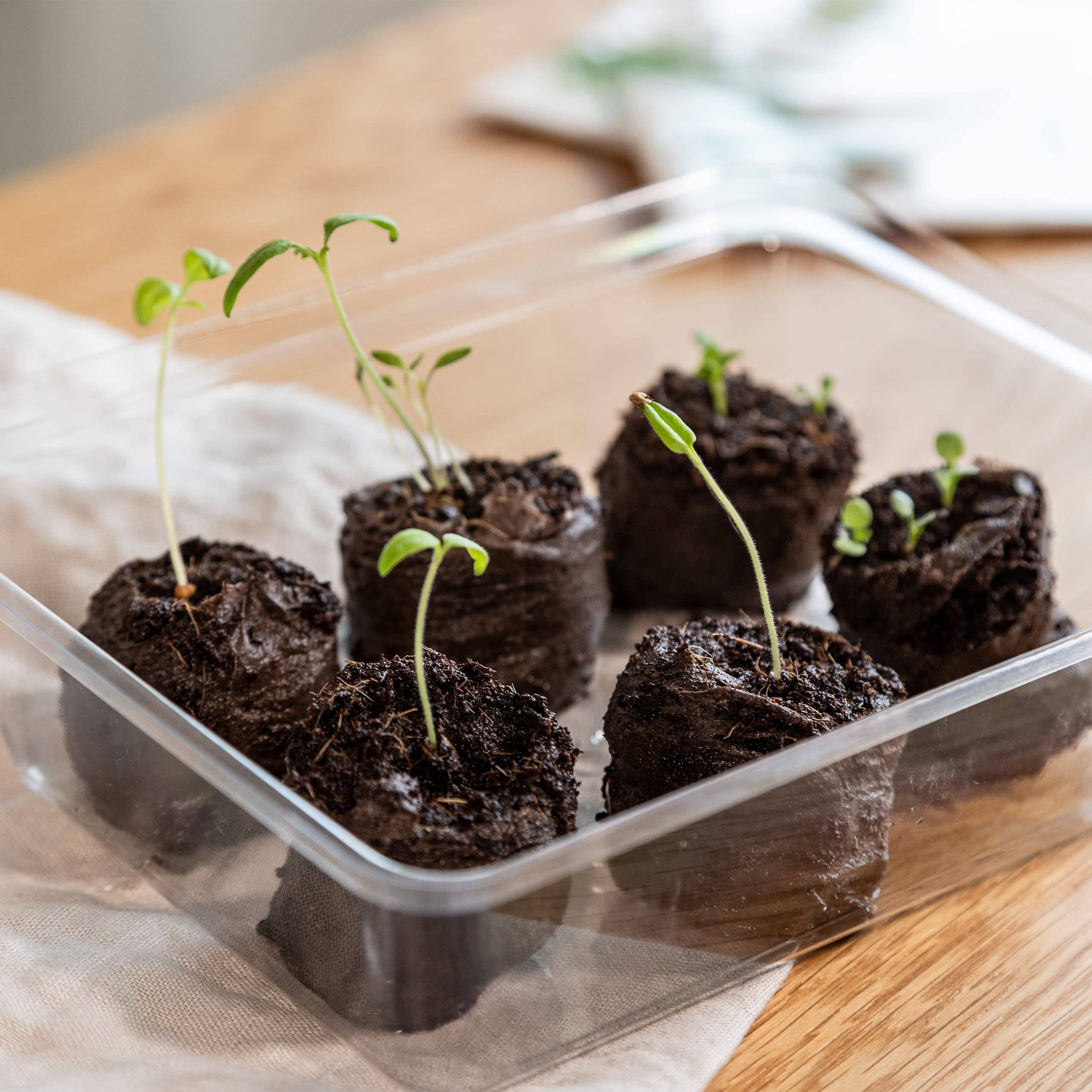 Coco Coir Seed Starter Pellets : 40 Coconut Coir Plugs for Growing Plants – Peat Free Seedling Soil – Seed Starter Kit with Potting Soil Pellets – 40 Starter Plugs – Gardening Supplies from OwnGrown