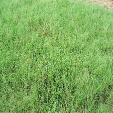 Giant Bermuda Grass Seeds Hulled 1/4 lb. Coastal Bermuda Alternative