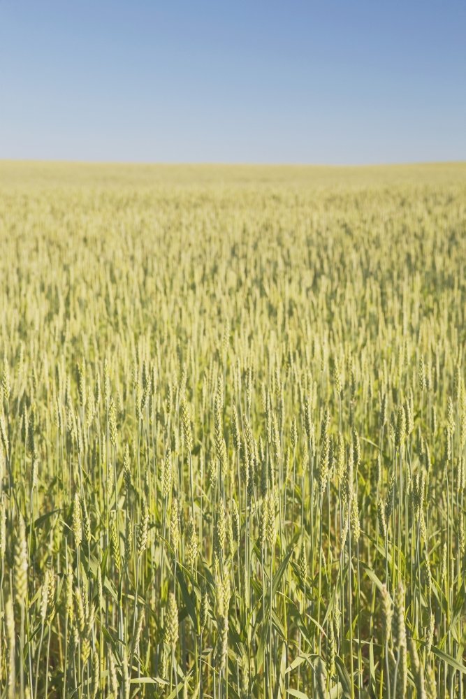 Posterazzi Green Wheat Field Alberta Canada Poster Print, (24 x 38)